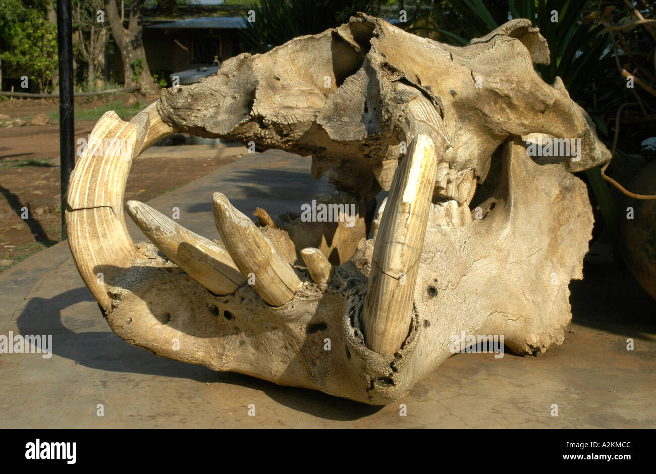 Skull of a hippo Hippopotamus amphibius Stock Photo - Alamy