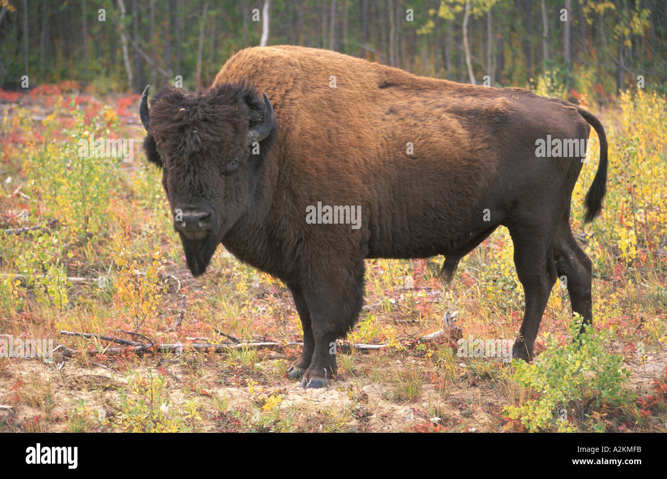 Bull standing in a hi-res stock photography and images - Alamy