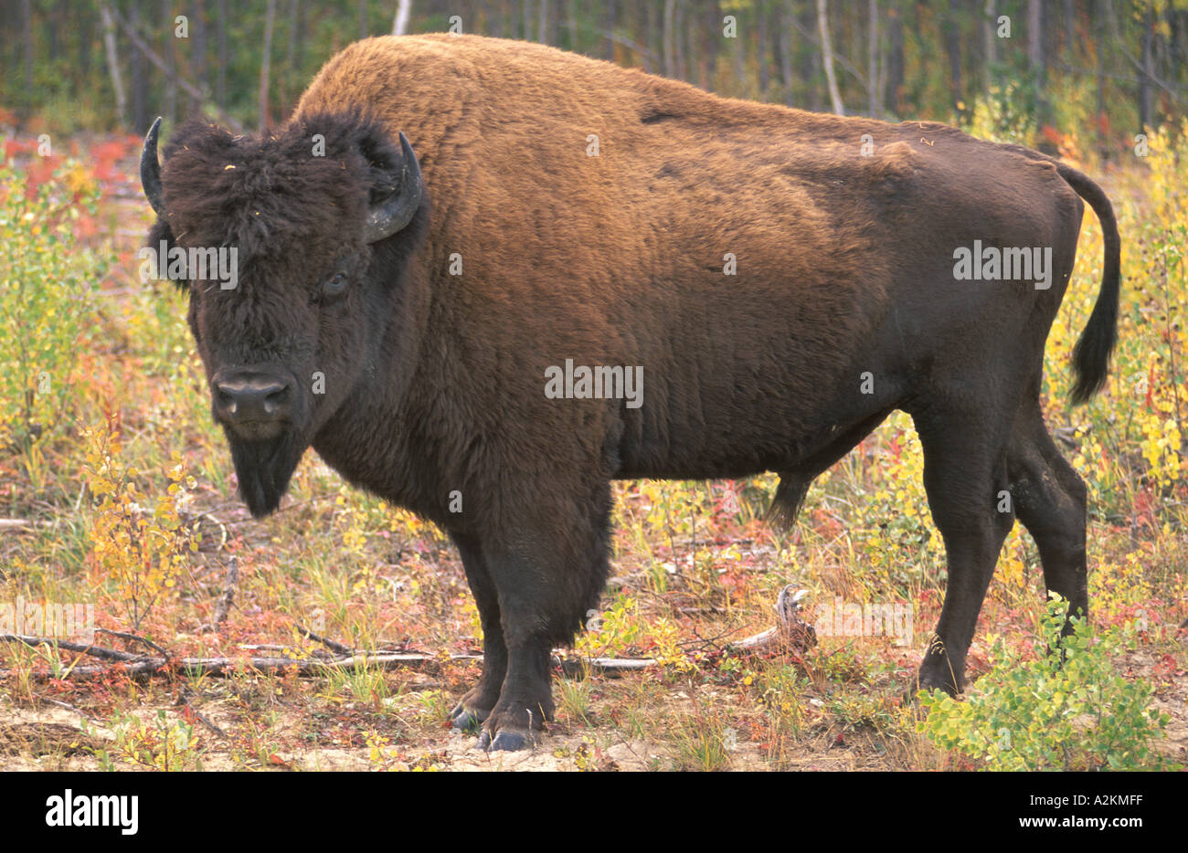 Bull standing in a hi-res stock photography and images - Alamy