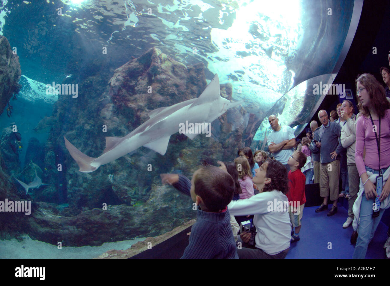 Parc marin sous marin hi-res stock photography and images - Alamy