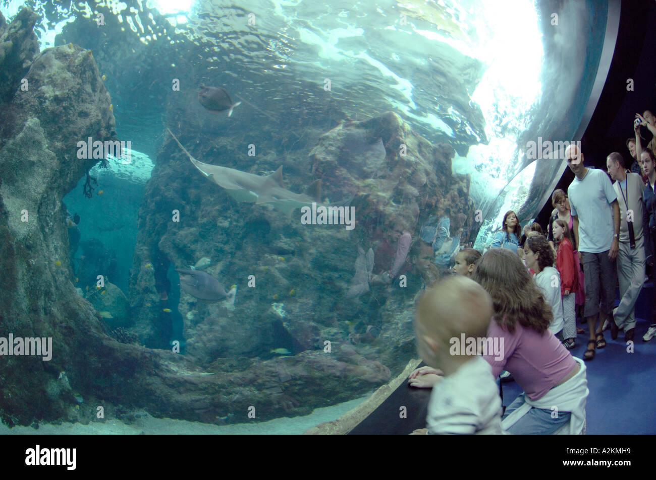 Sawfish Pristis sp member of the rays and sharks Oceanopolis Brest ...