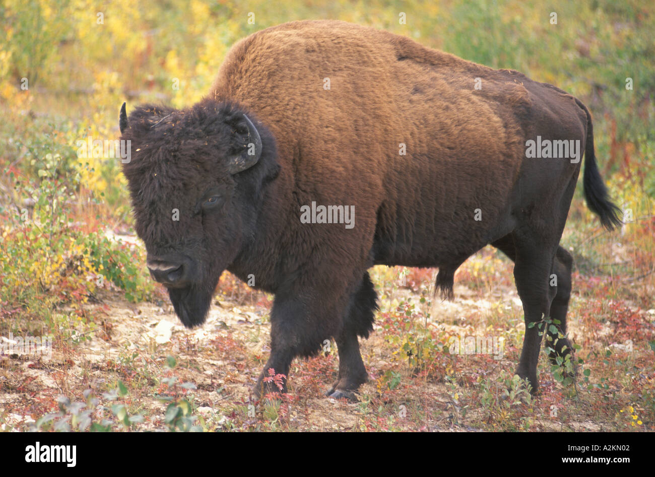 Old male buffalo bulls hi-res stock photography and images - Alamy
