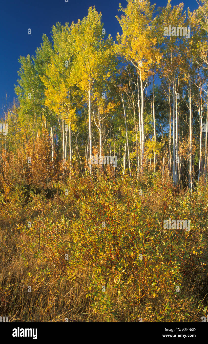 trees in fall colors Stock Photo - Alamy
