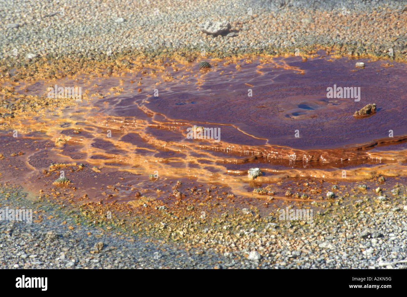 Bacteria colors Yellowstone National Park United States of America ...
