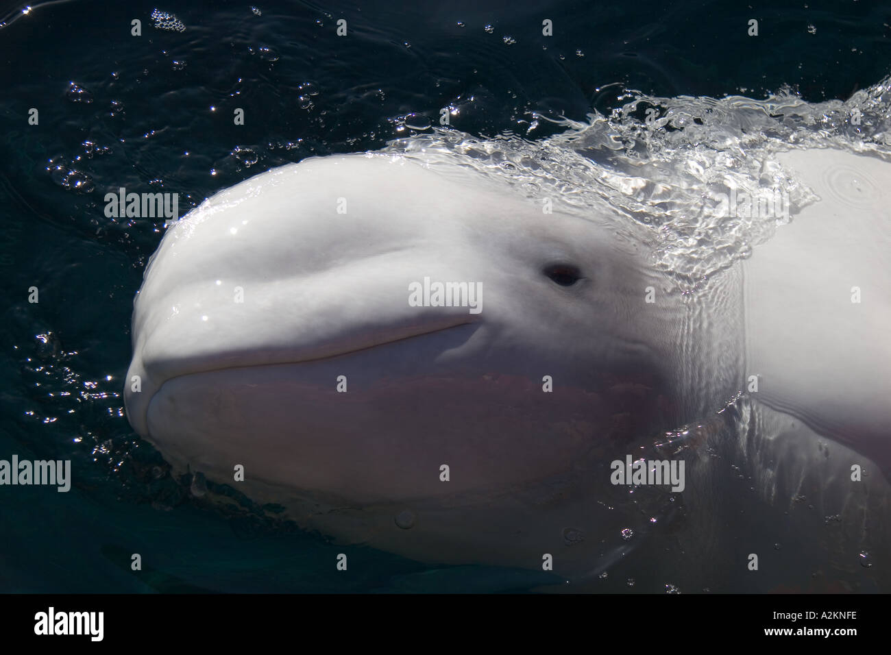 A portrait of a beluga whale smiling at the camera Stock Photo - Alamy