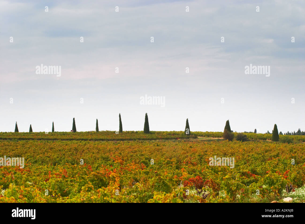 Vineyards and a road lined with cedar trees leading up to Chateau ...