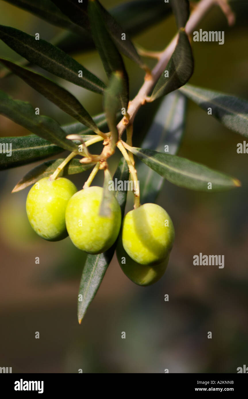 Three olives on an olive tree branch. Domaine la Monardiere Monardière ...