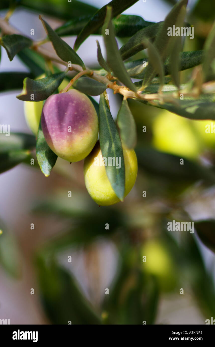 An olive green and purple on an olive tree branch. Domaine la ...