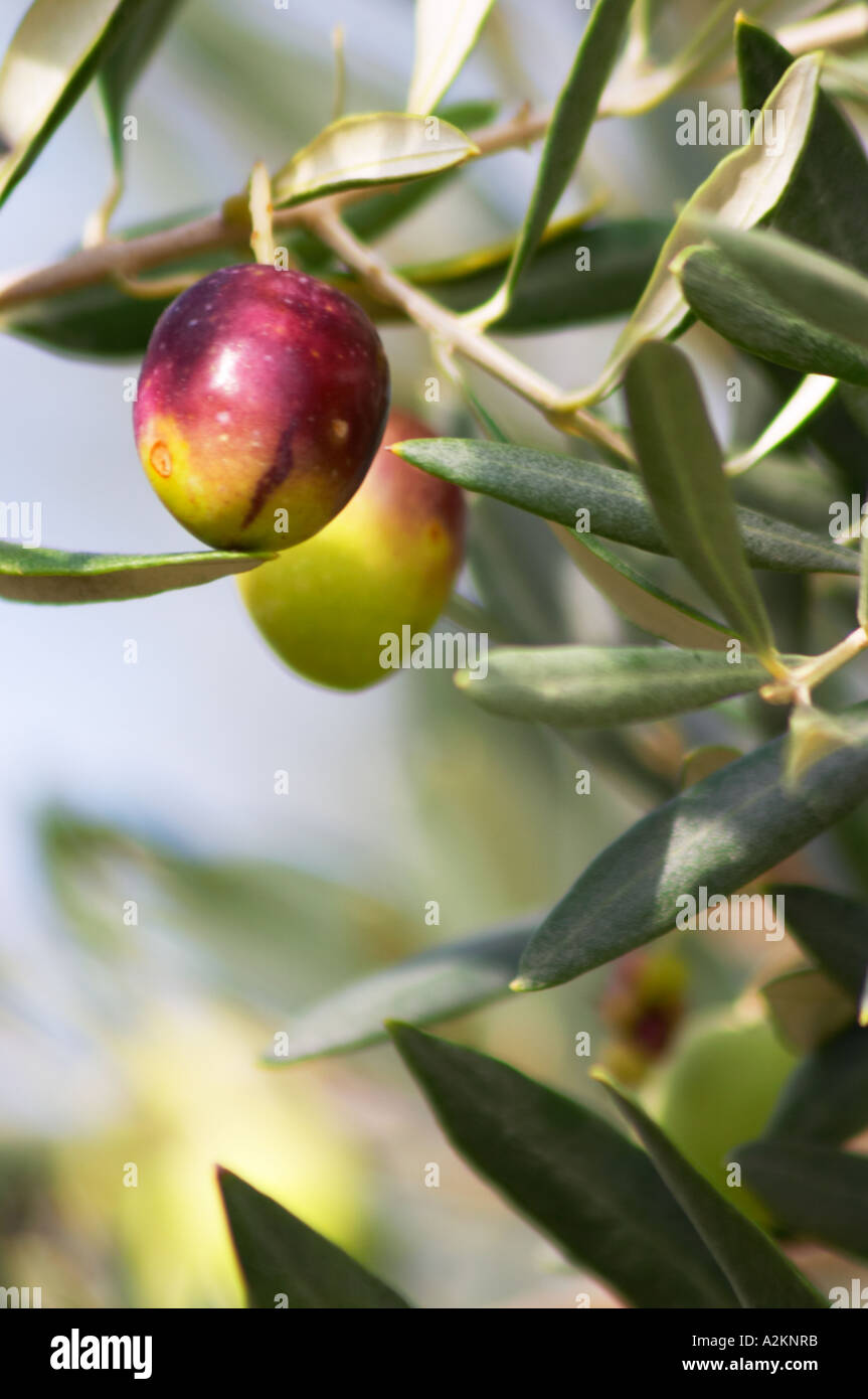 An olive green and purple on an olive tree branch. Domaine la ...