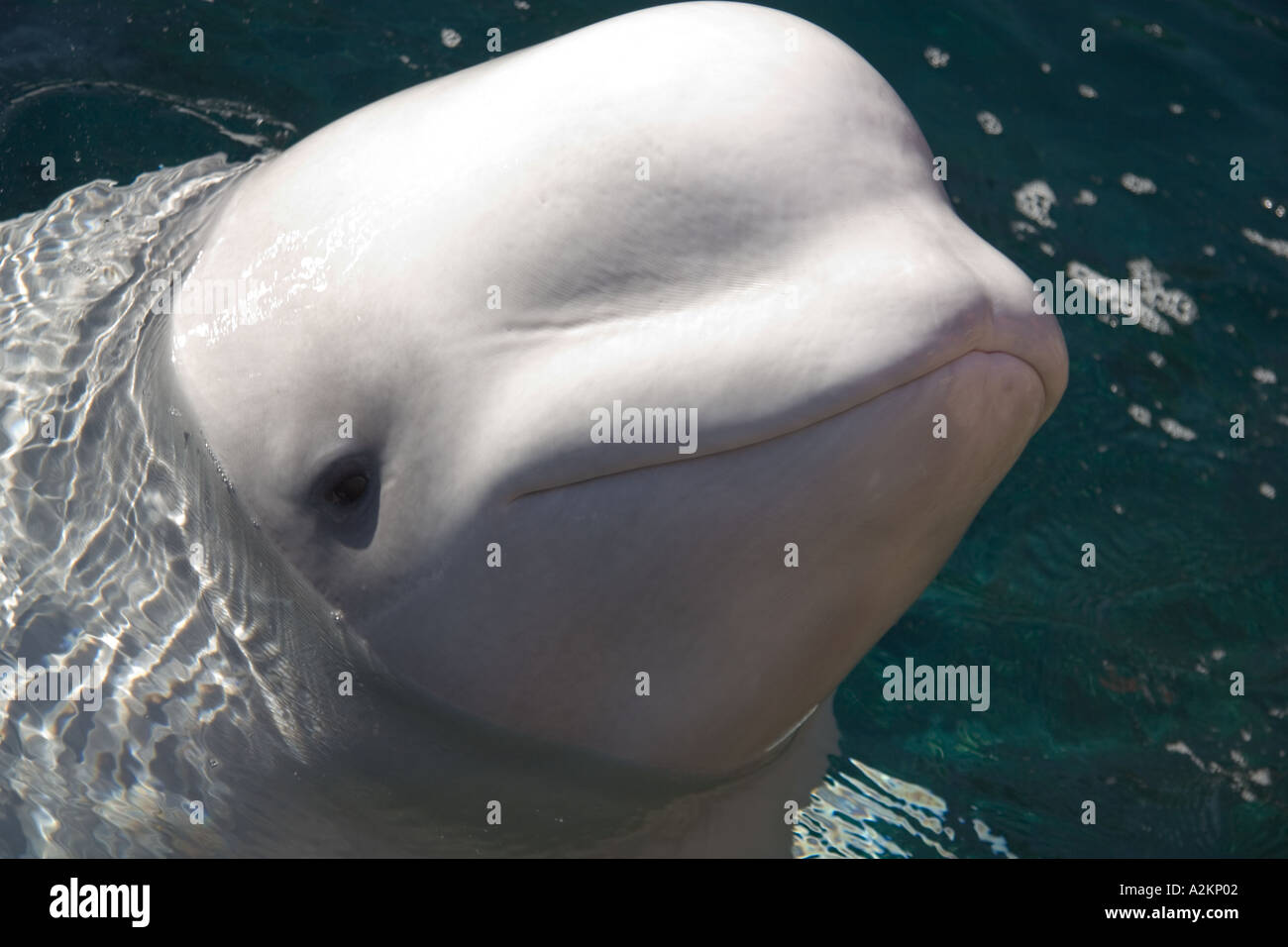 A portrait of a beluga whale Stock Photo - Alamy