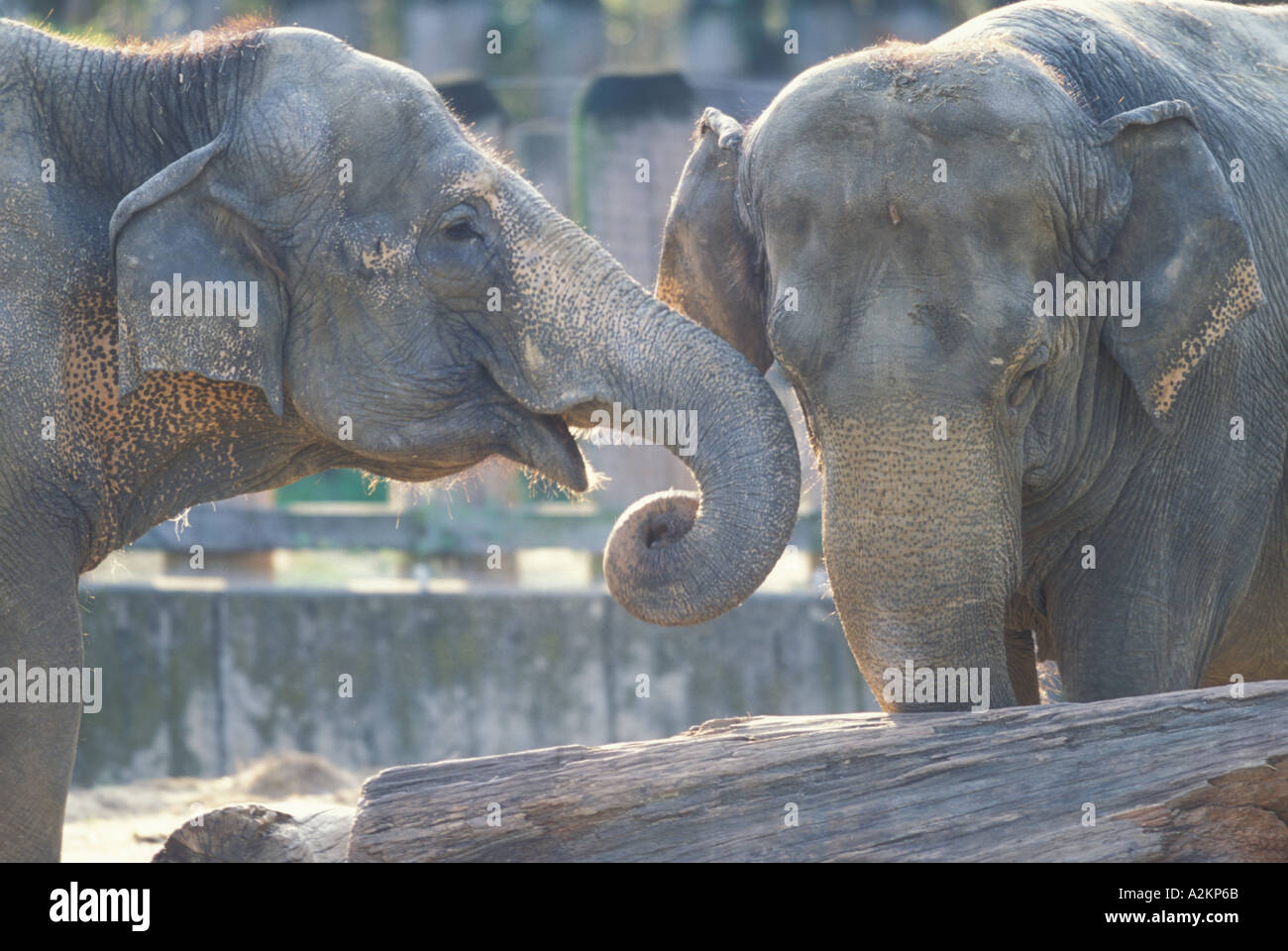 Talking to each other animals hi-res stock photography and images - Alamy