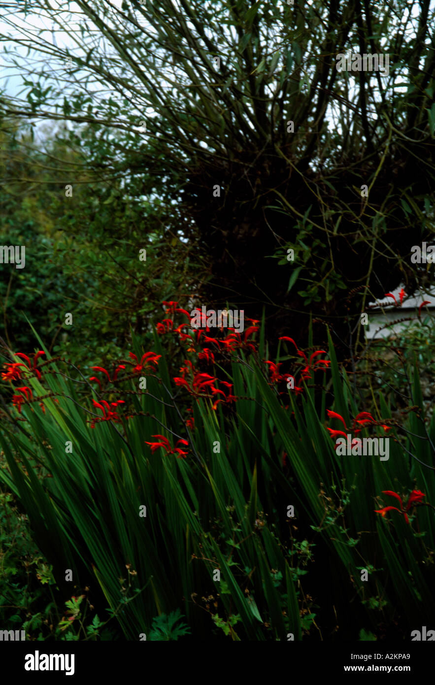 Crocosmia red lucifer flower hi-res stock photography and images - Alamy
