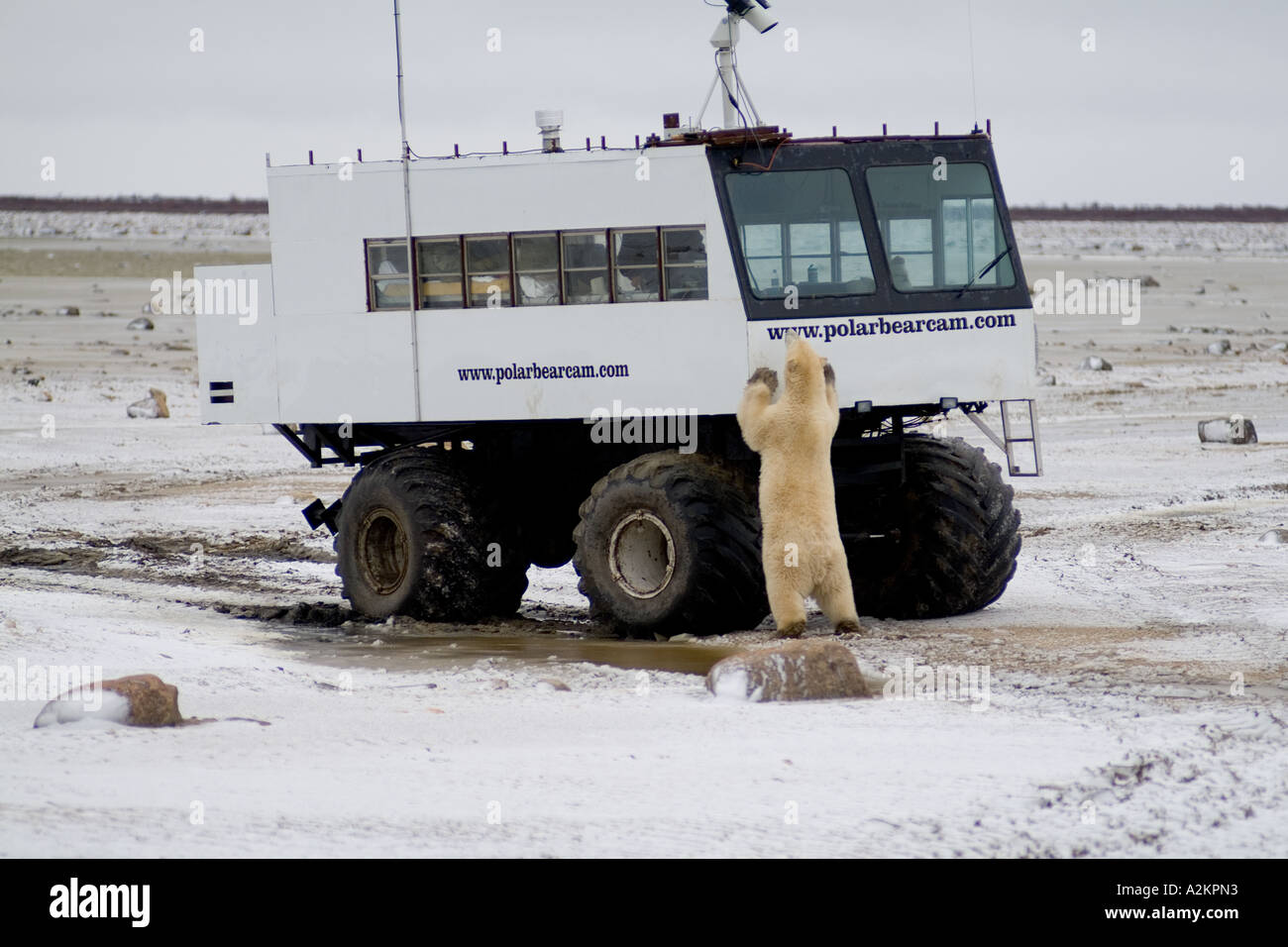 Curious Polar Bear close encounter as bear looks at Video Tundra Buggy ...