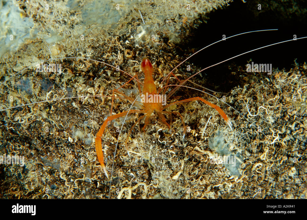 Golden shrimp, Stenopus spinosus Stock Photo - Alamy