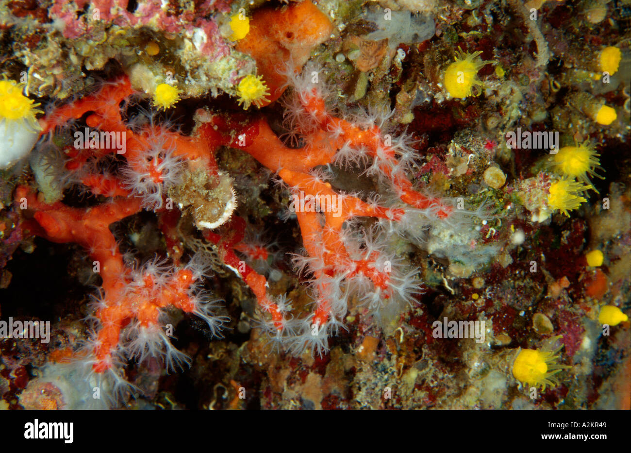 red corals sunset cup coral, Corallium rubrum Stock Photo - Alamy