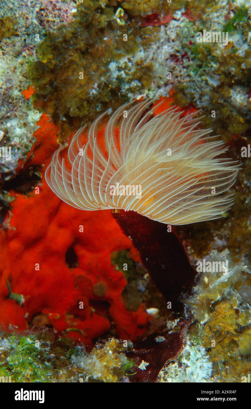 Tube worm protula sp hi-res stock photography and images - Alamy