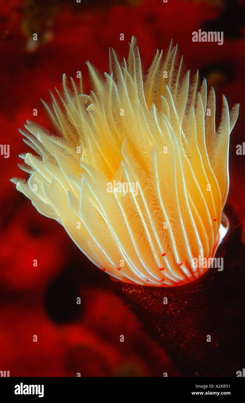 Tube worm on the seafloor, Protula sp Stock Photo - Alamy