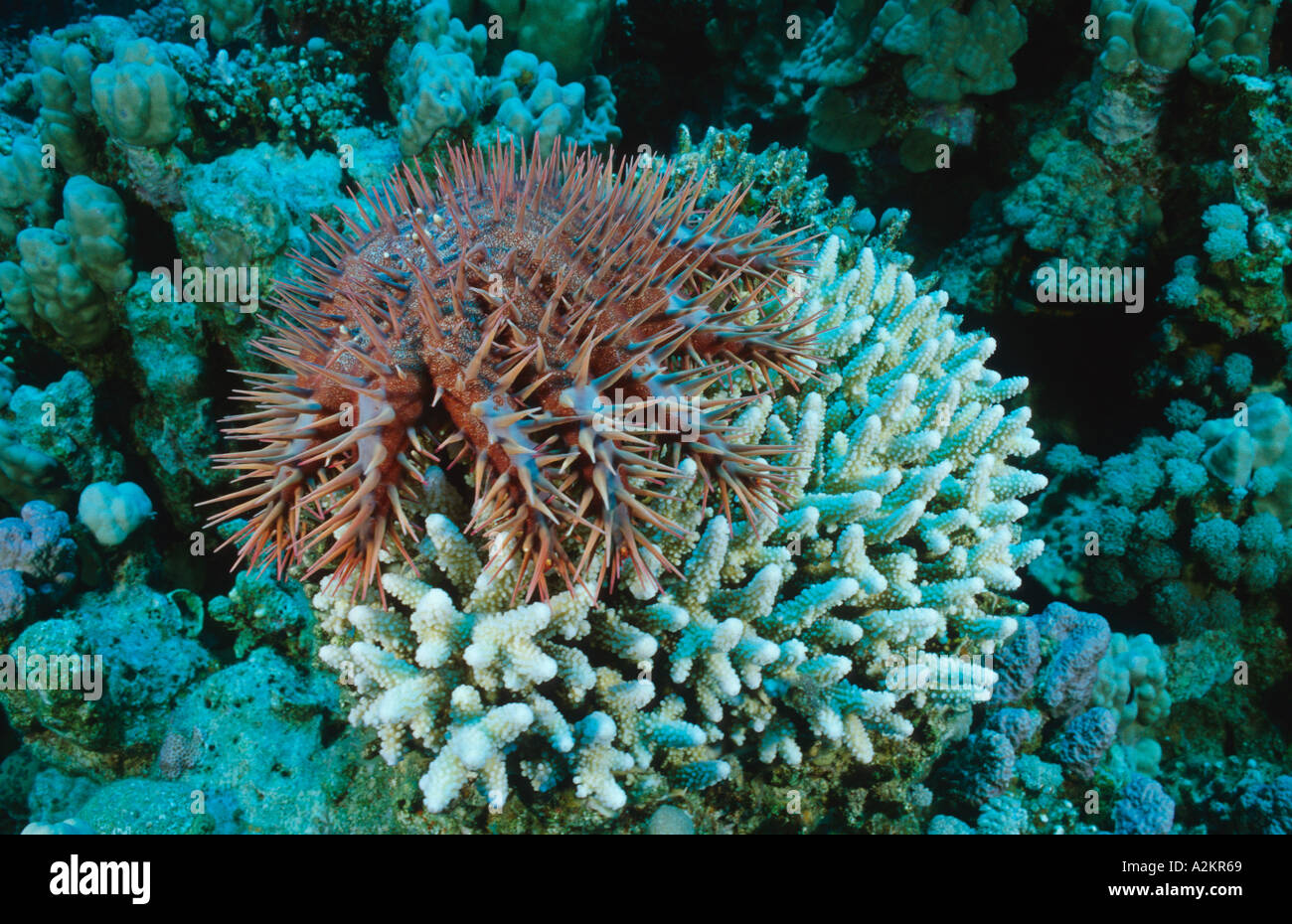 Crown-of-Thorns Starfish feeding on hard corals, Acanthaster planci ...
