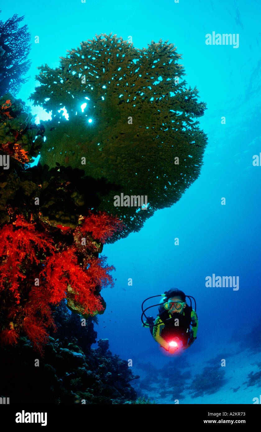 scuba diver with table coral Stock Photo - Alamy