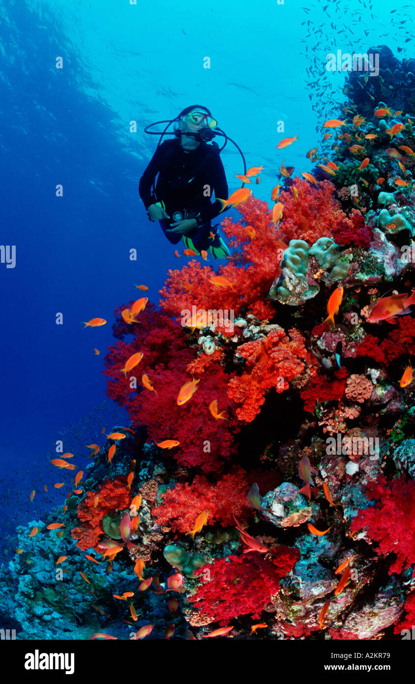 Diving red sea hi-res stock photography and images - Alamy