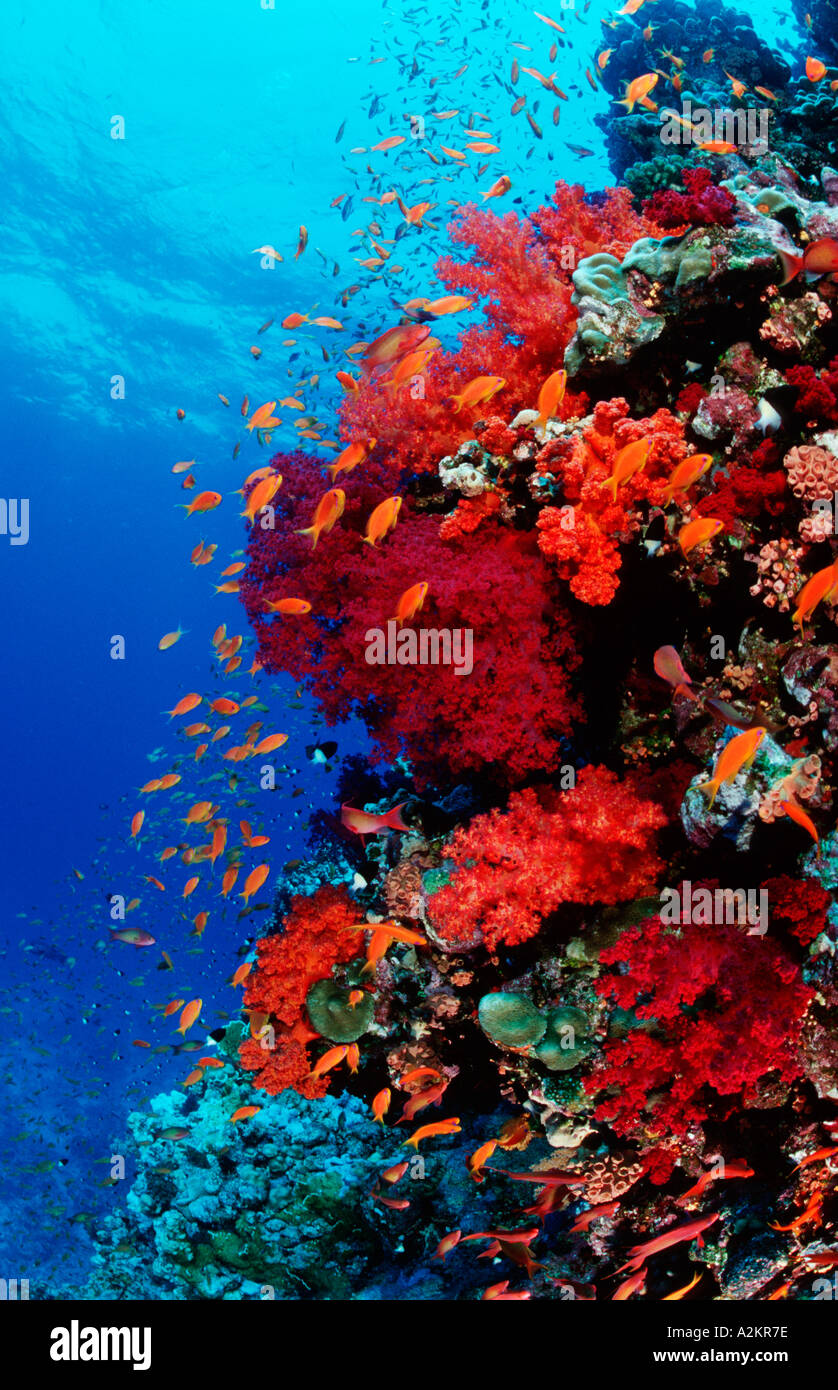Anthias pseudanthias sp hi-res stock photography and images - Alamy
