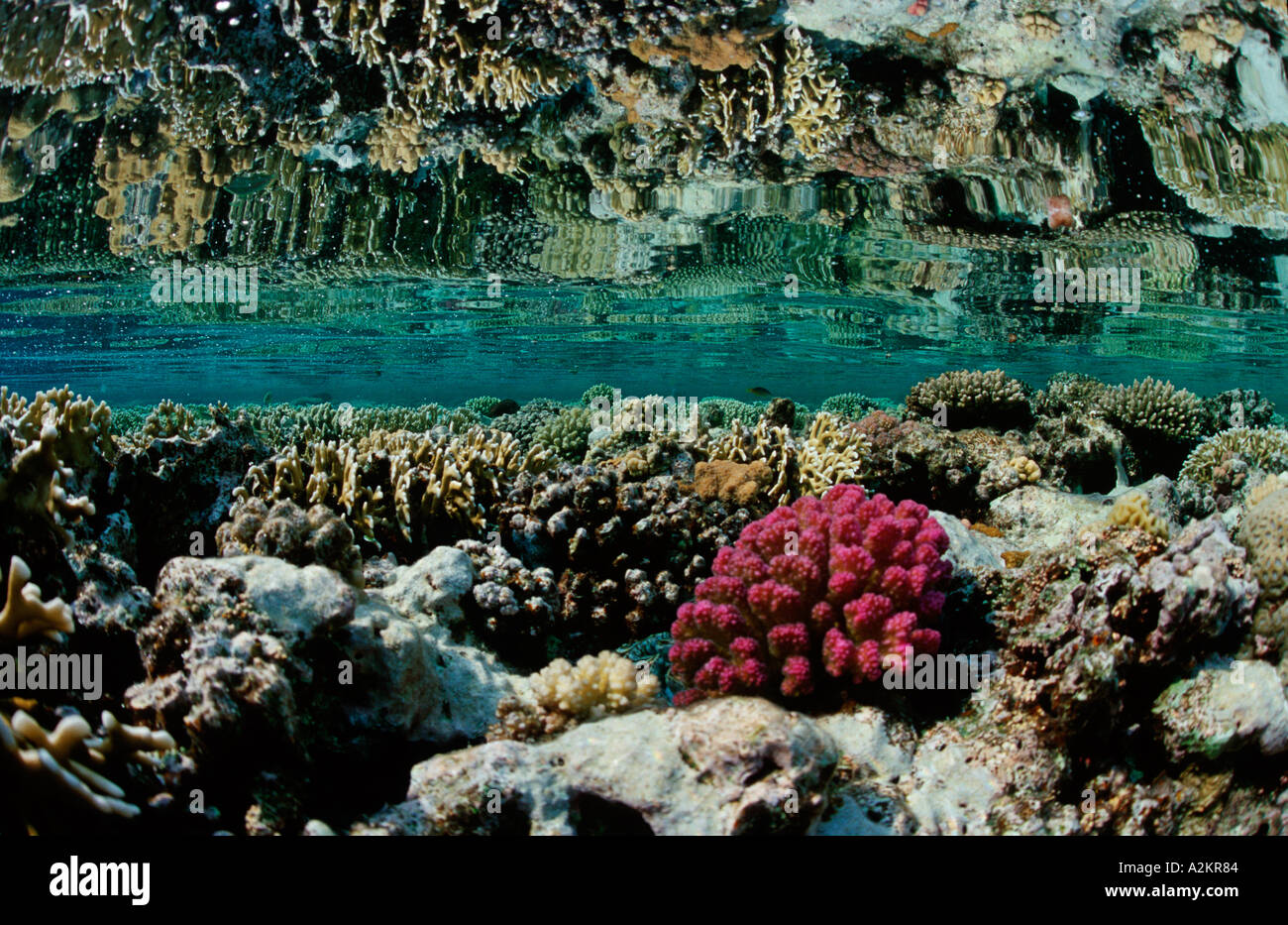 reef top with hard corals, Red Sea Stock Photo - Alamy