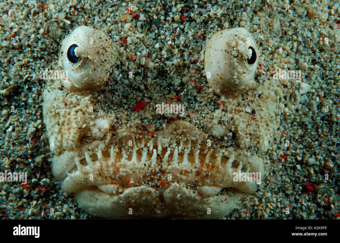 Marbled stargazer, Uranoscopus bicinctus Stock Photo - Alamy