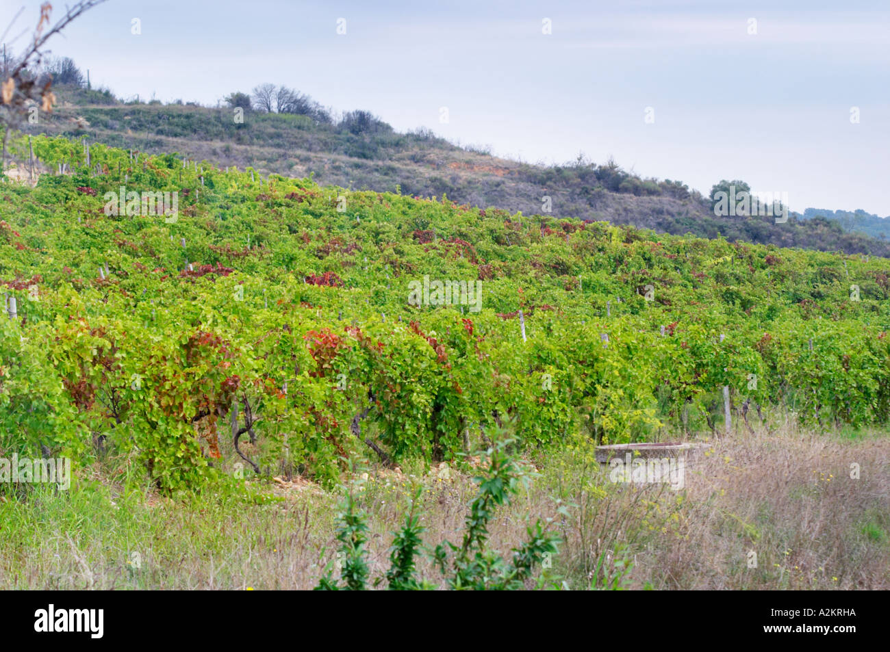 Big wine leaf in the old vineyard hi-res stock photography and images ...