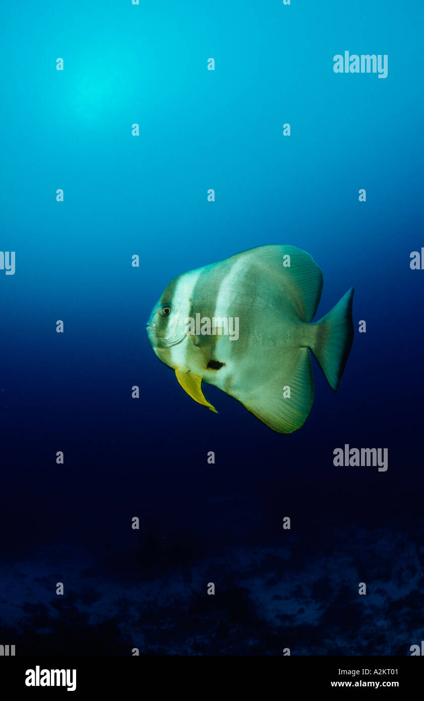 Long fin batfish hi-res stock photography and images - Alamy
