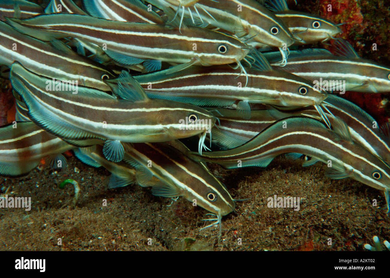 school of Striped eel catfish, Plotosus lineatus, Komodo Indonesia ...