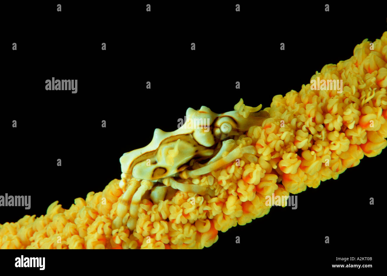 Xenocarcinus tuberculatus hi-res stock photography and images - Alamy