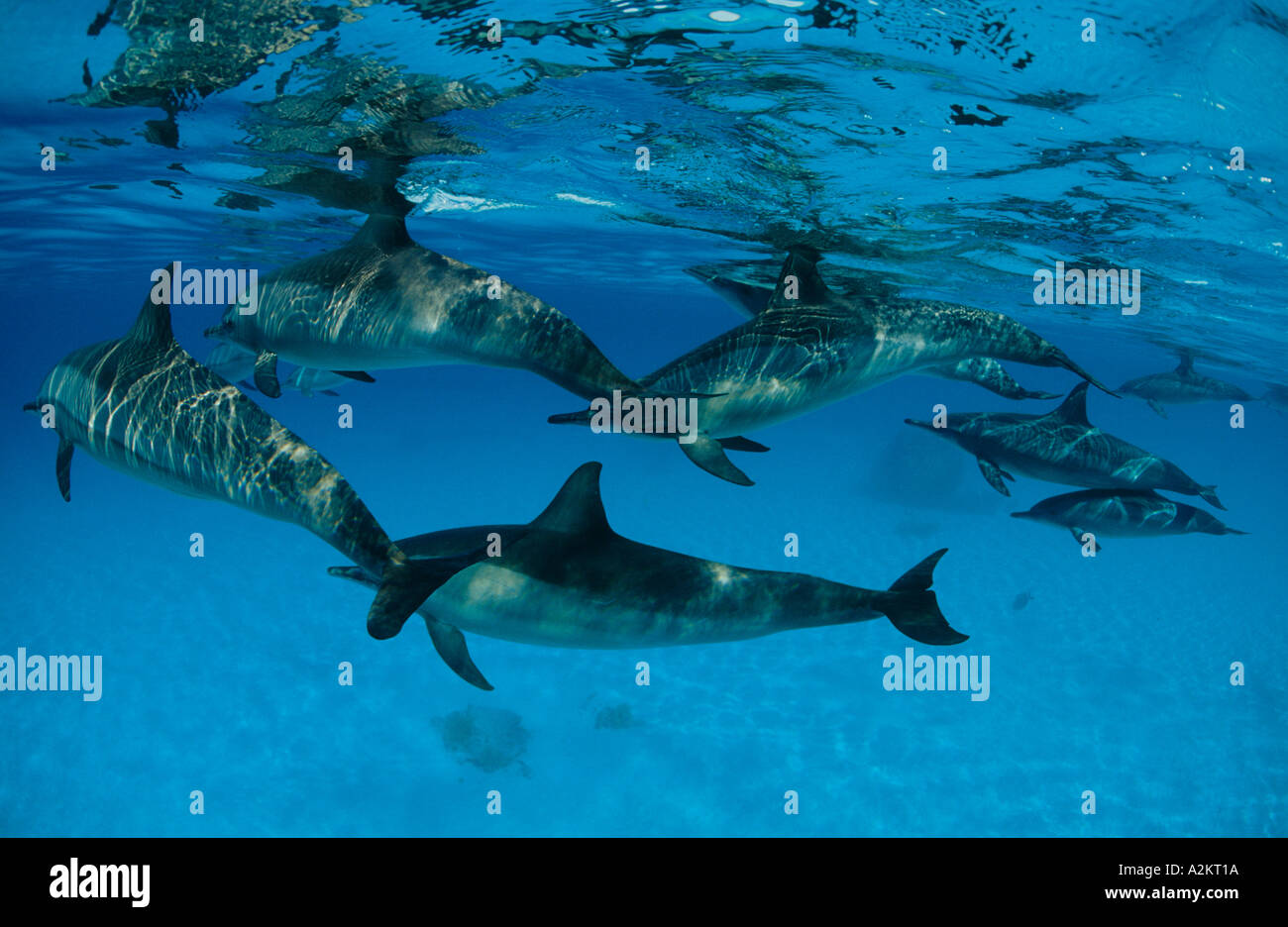 Indian Ocean Bottlenose Dolphin, Tursiops aduncus, Red Sea Stock Photo ...
