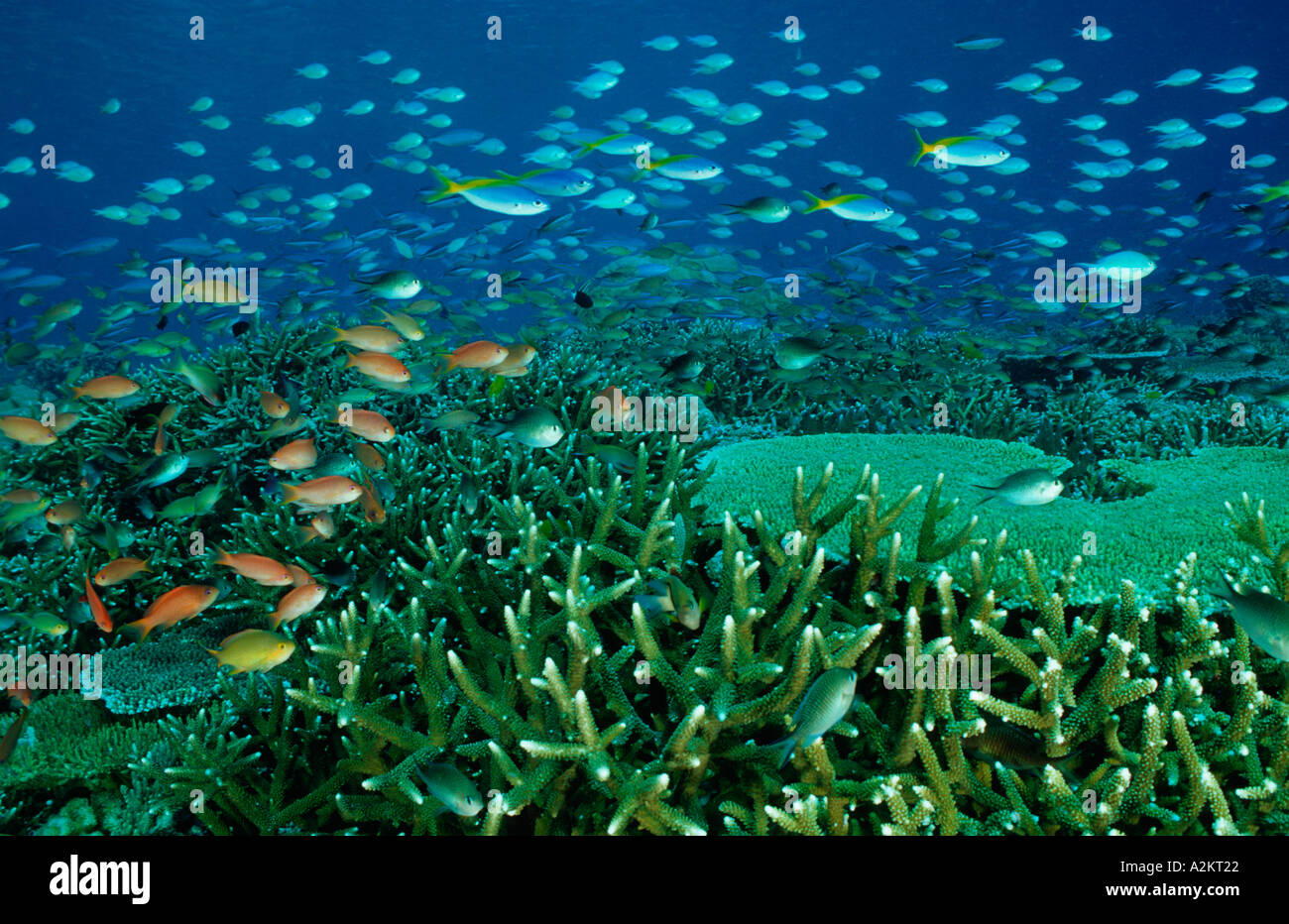 coral reef with hard corals and fish Stock Photo - Alamy