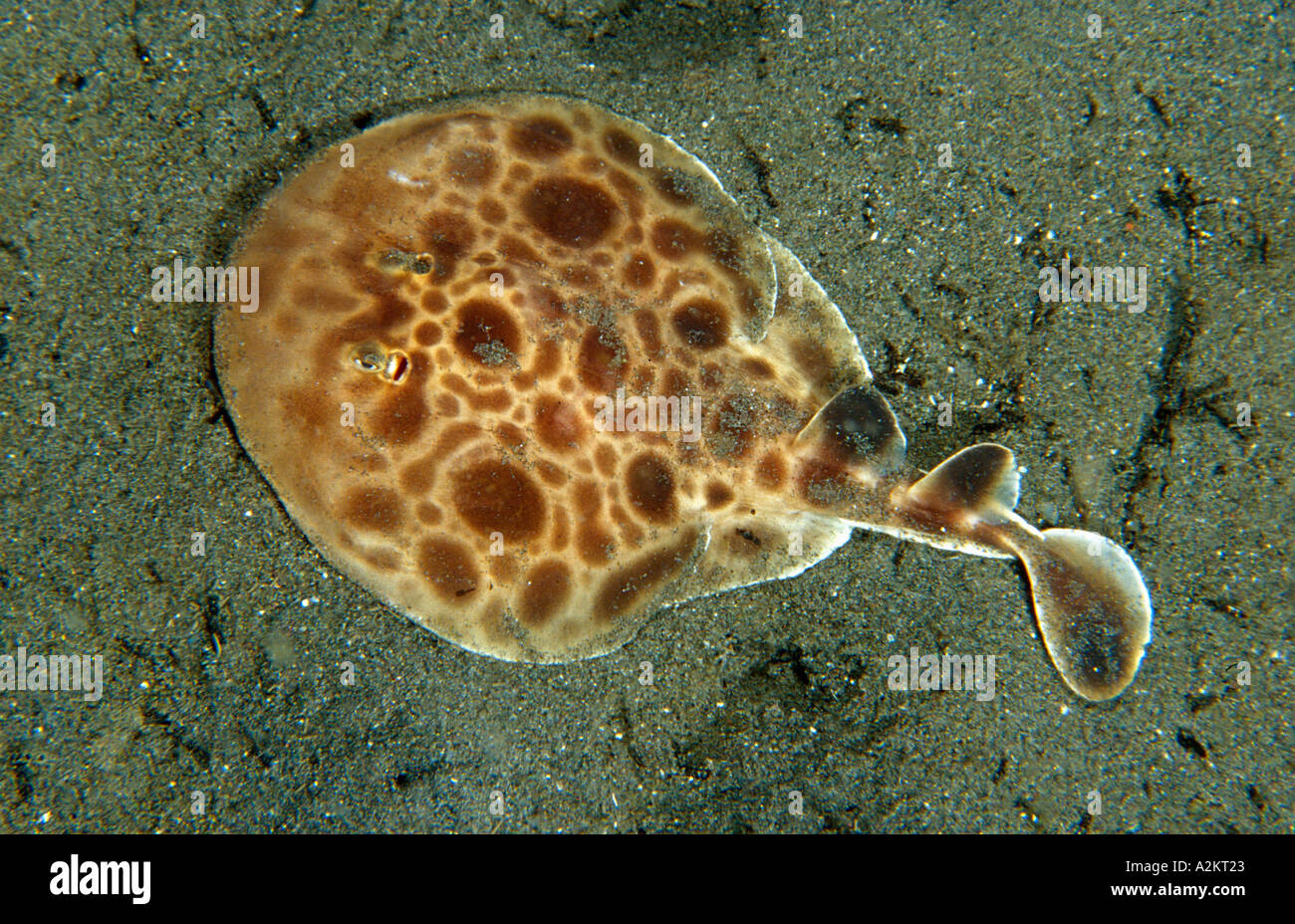 Electric Torpedo Ray
