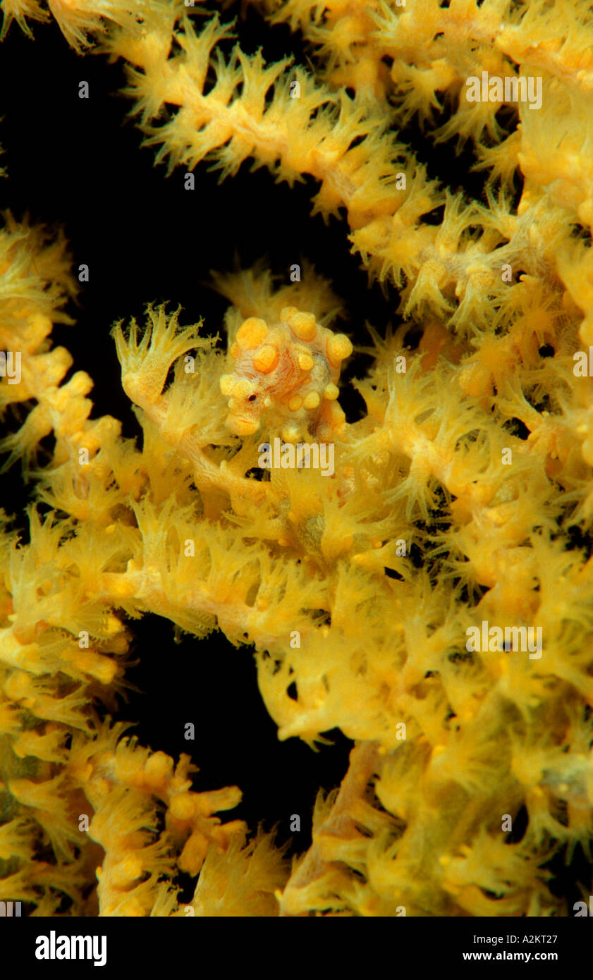 yellow pygmy seahorse on Sea fan, Hippocampus bargibanti Stock Photo ...