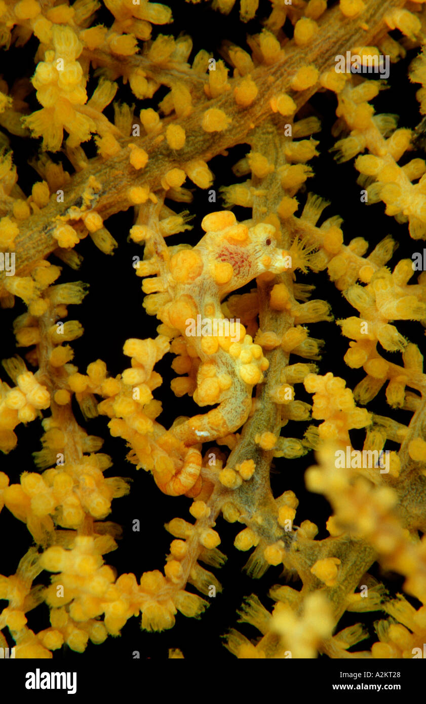 yellow pygmy seahorse on Sea fan, Hippocampus bargibanti Stock Photo ...