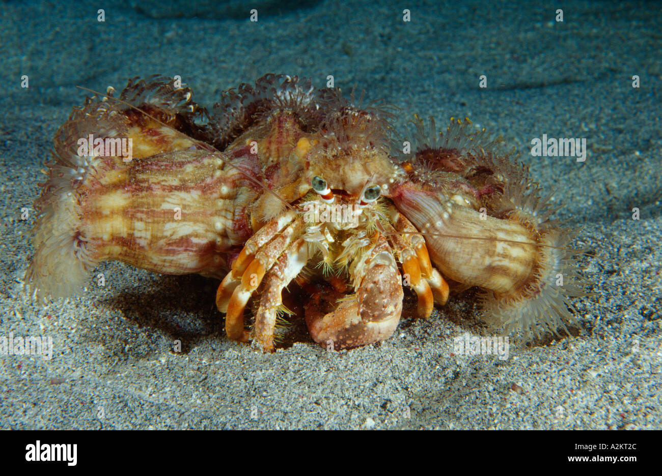 Hermit crab with sea anemones, Dardanus pedunculatus, Komodo, Indian ...