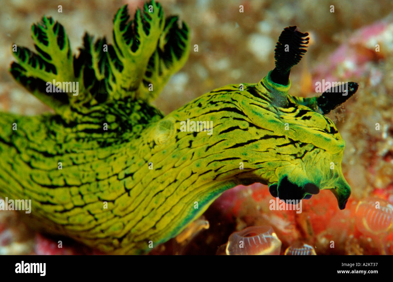 Neon slug hi-res stock photography and images - Alamy