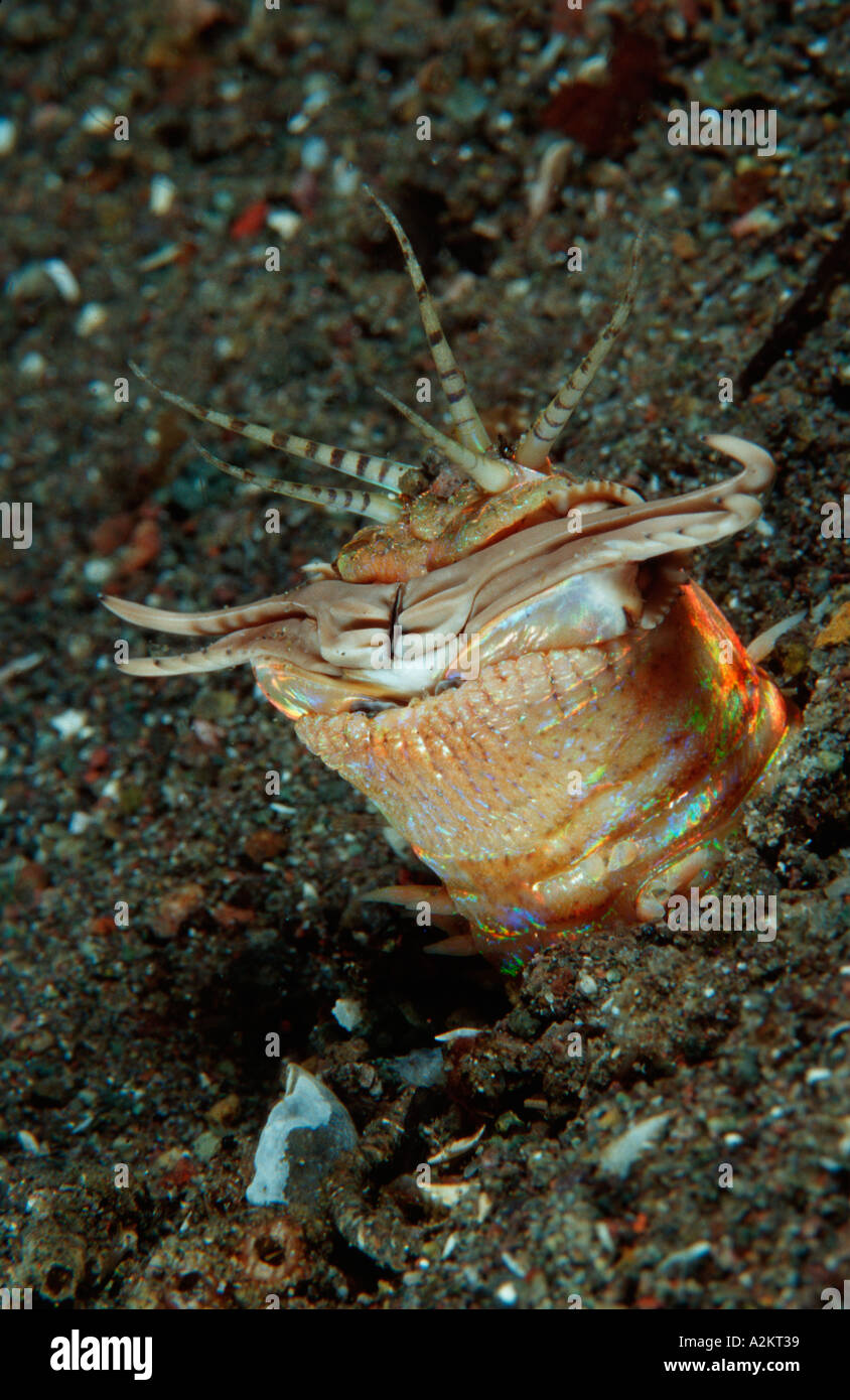 Bobbit worm, Eunice aphroditois Stock Photo - Alamy