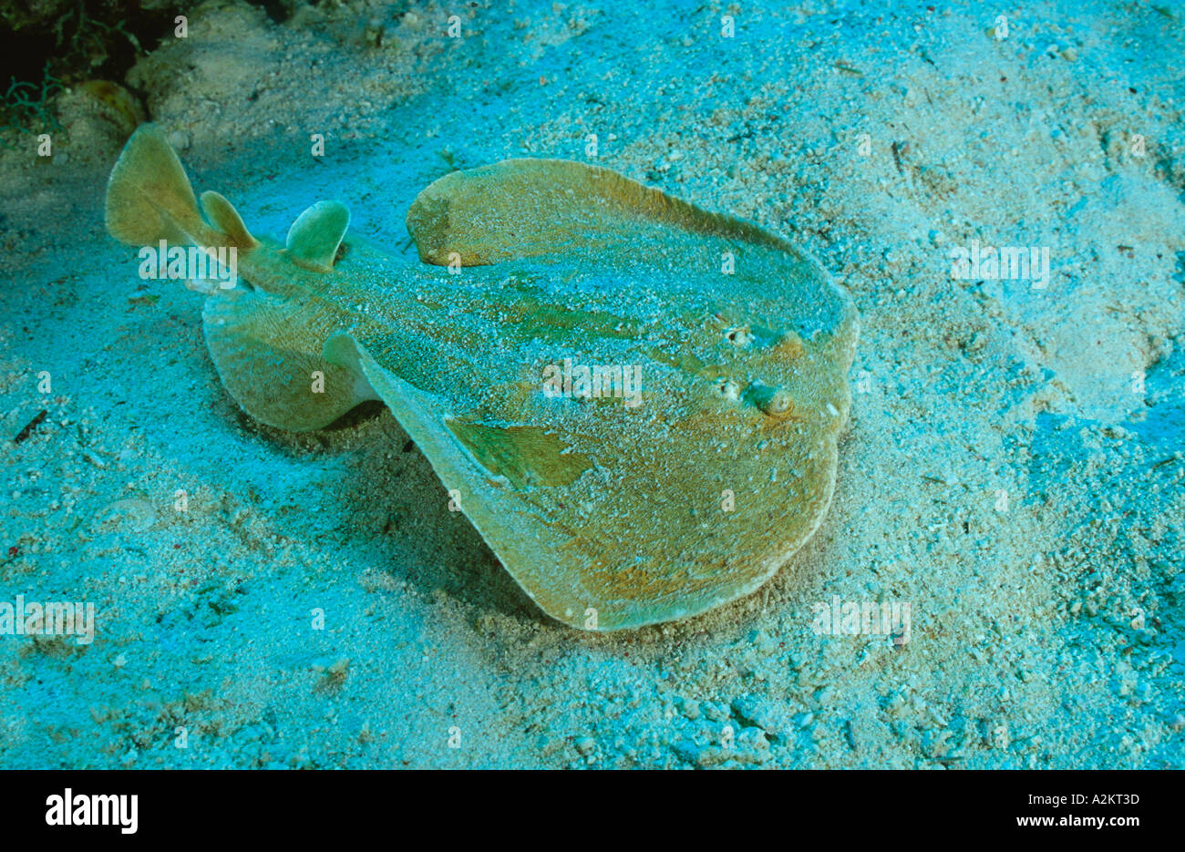 Panther electric ray, Torpedo panthera Stock Photo - Alamy