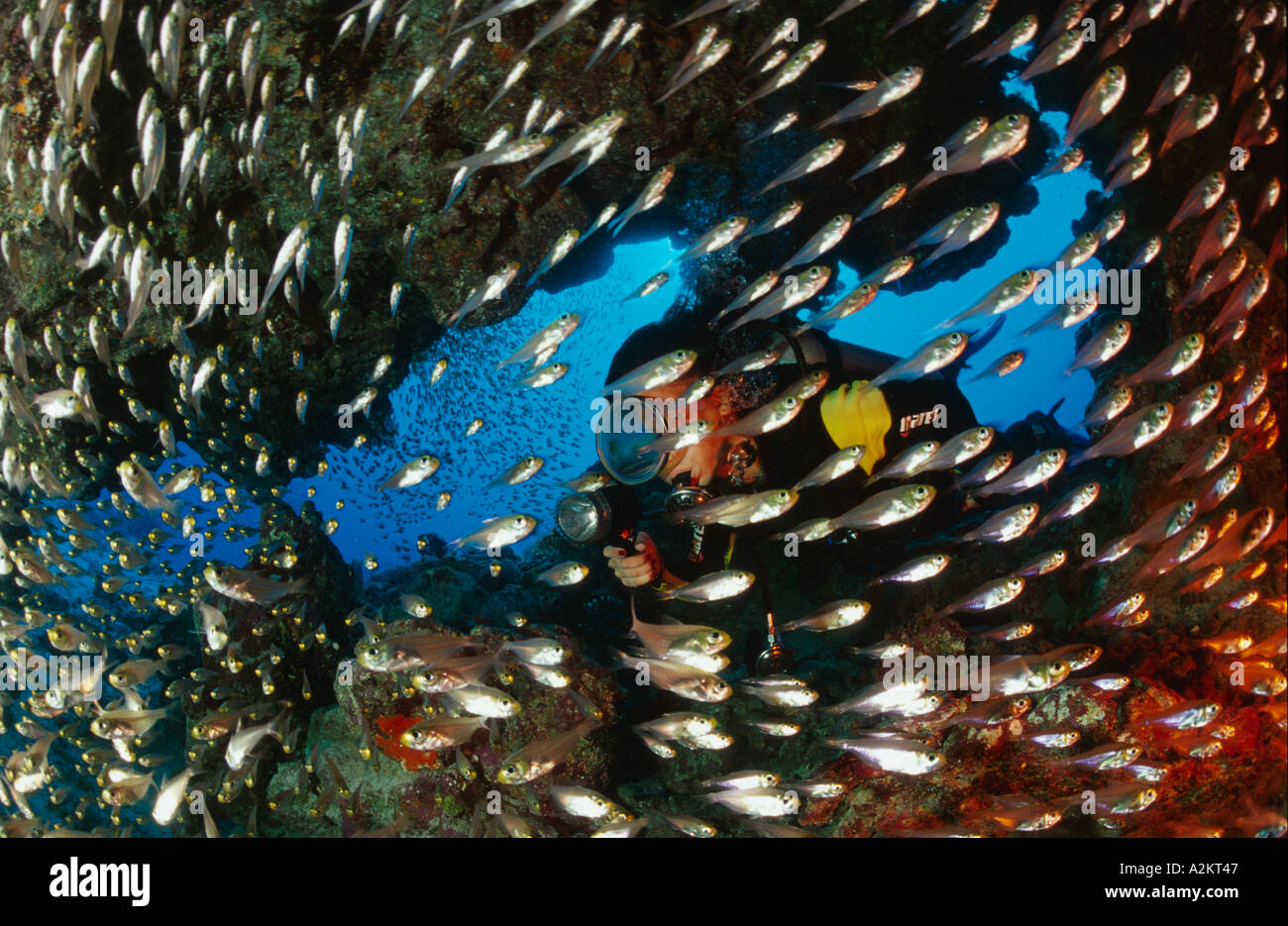 Glassfishes hi-res stock photography and images - Alamy