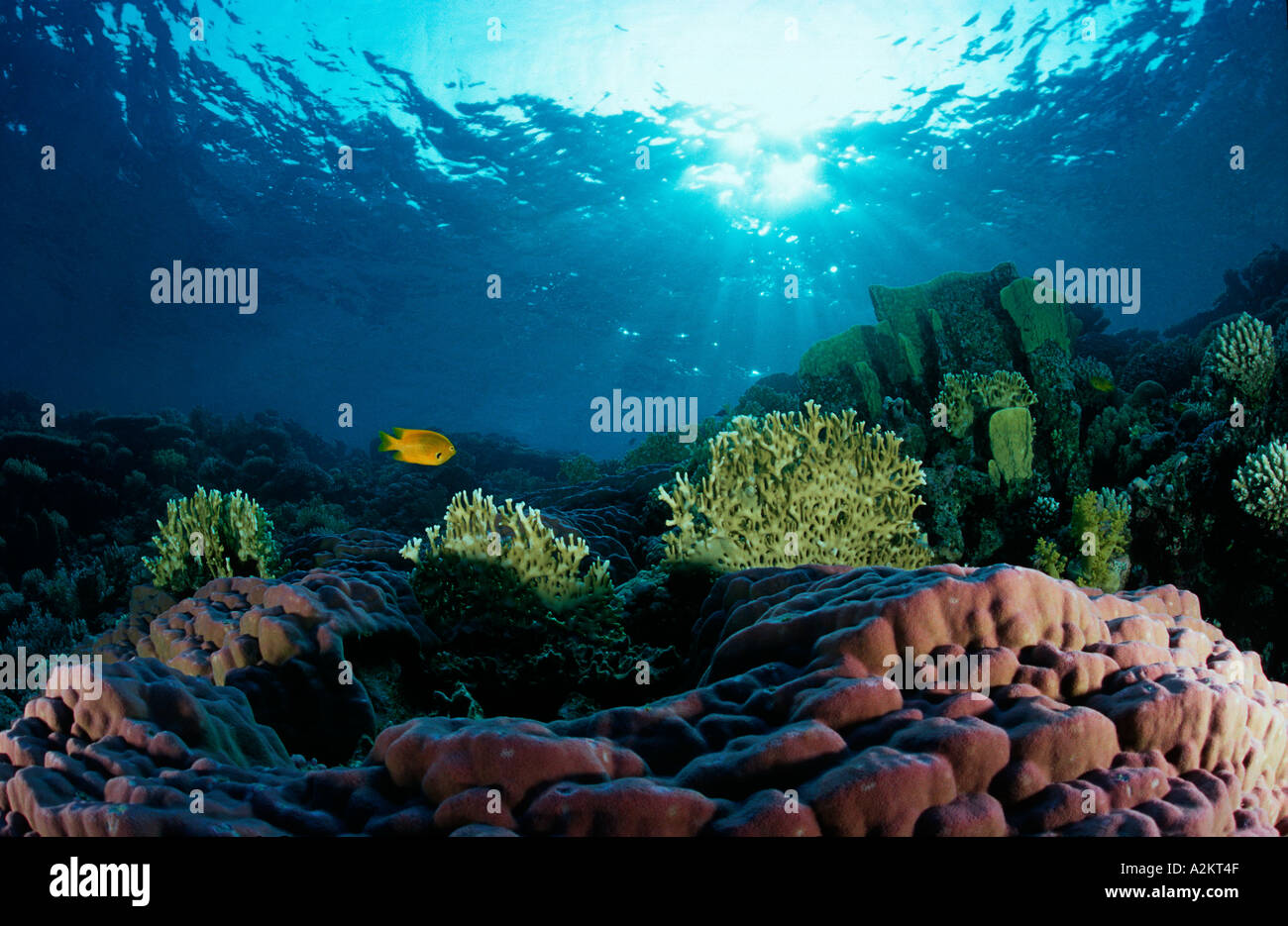 Underwaterworld reef hi-res stock photography and images - Alamy