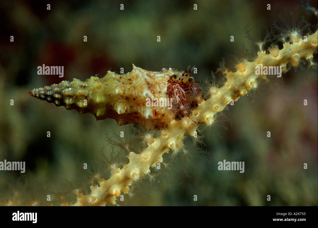 striped hermit crab on white gorgonia, Pagurus anachoretus Eupagurus ...
