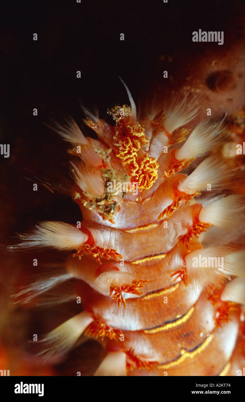 head of Bearded fireworm Hermodice carunculata Stock Photo - Alamy