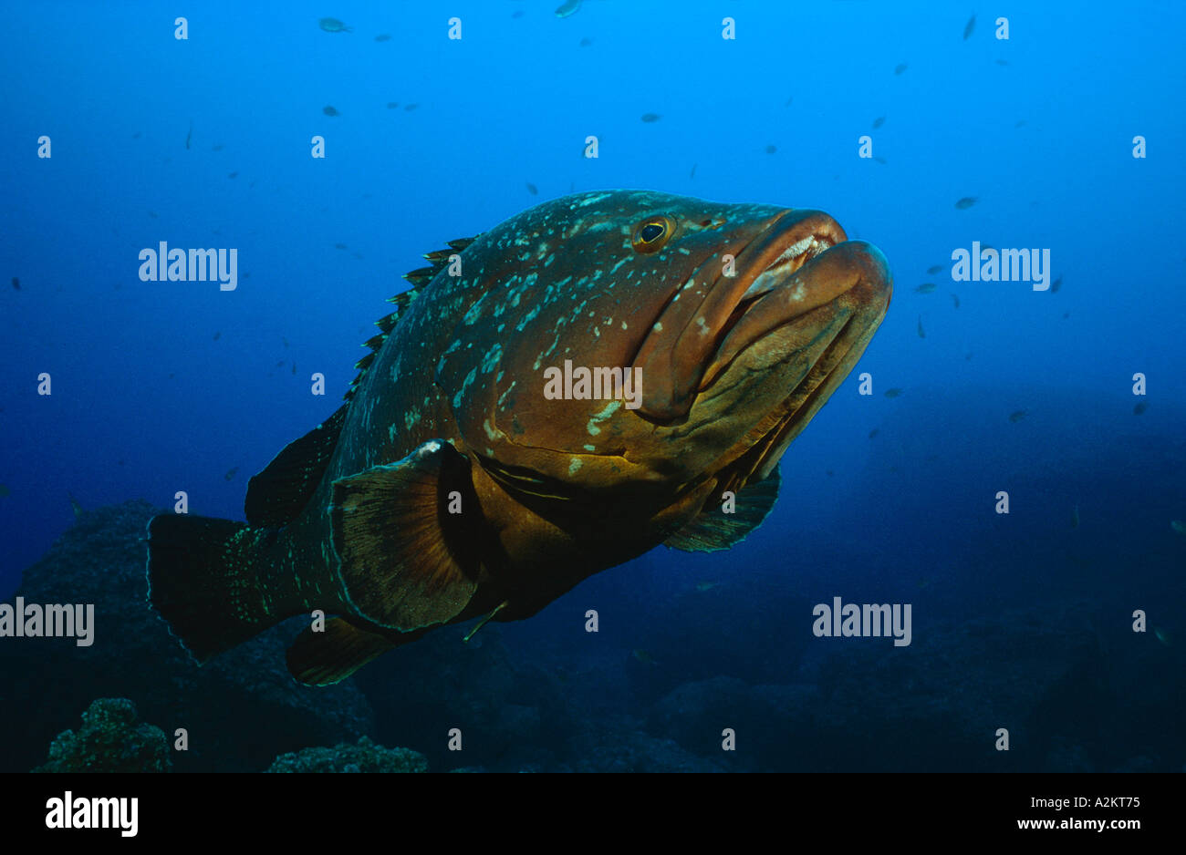 Dusky grouper madeira hi-res stock photography and images - Alamy