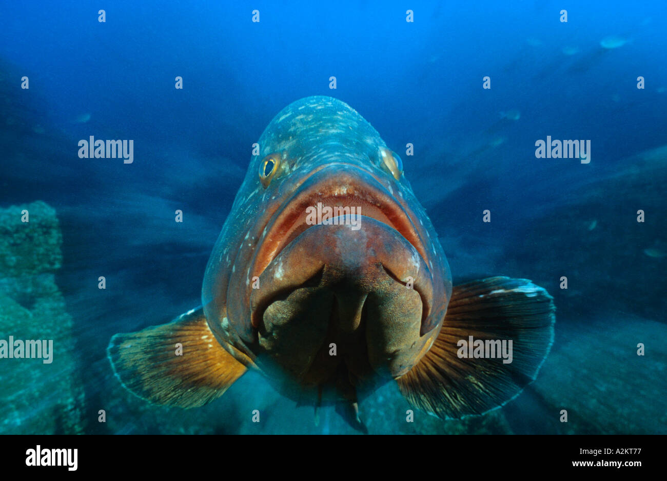 Dusky Grouper Madeira High Resolution Stock Photography and Images - Alamy
