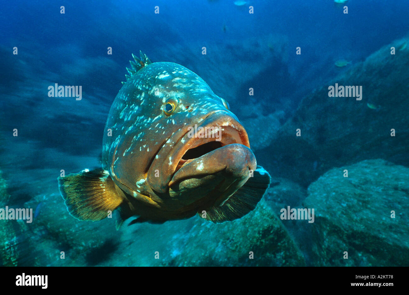 Dusky grouper Epinephelus marginatus Stock Photo - Alamy