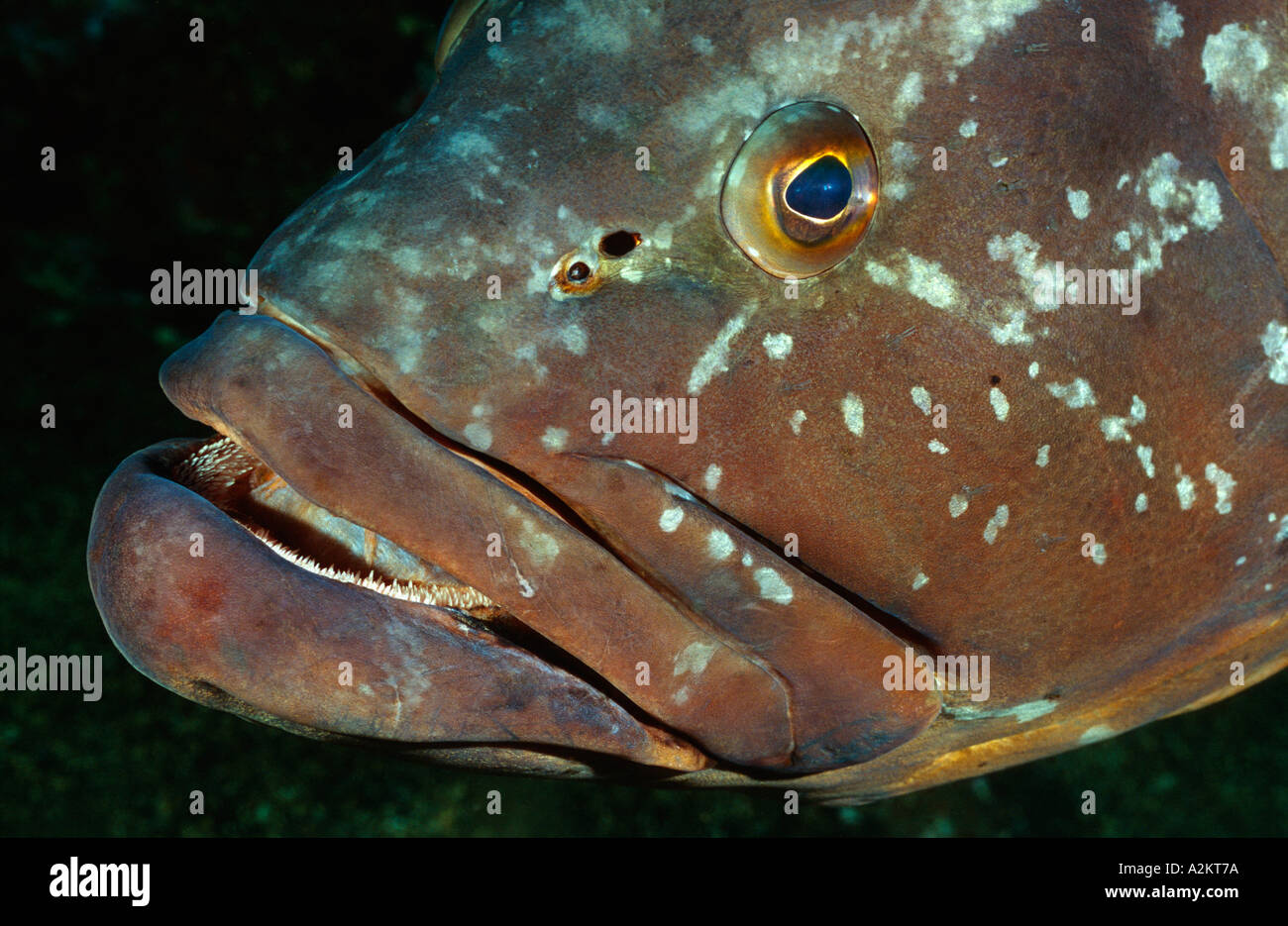 Dusky grouper epinephelus marginatus madeira hi-res stock photography ...