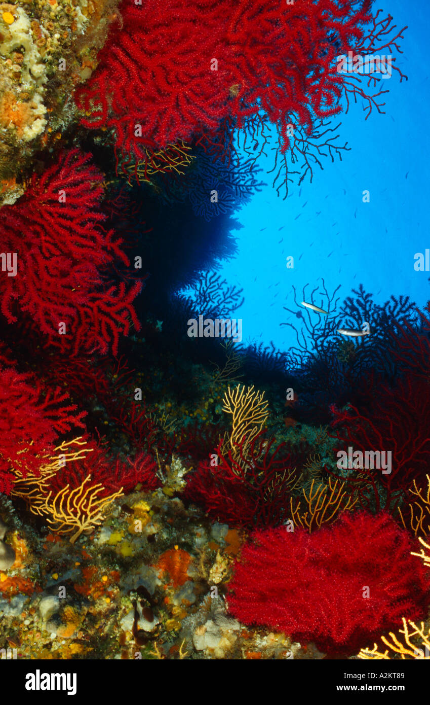reef with red gorgonians, Paramuricea clavata Stock Photo - Alamy