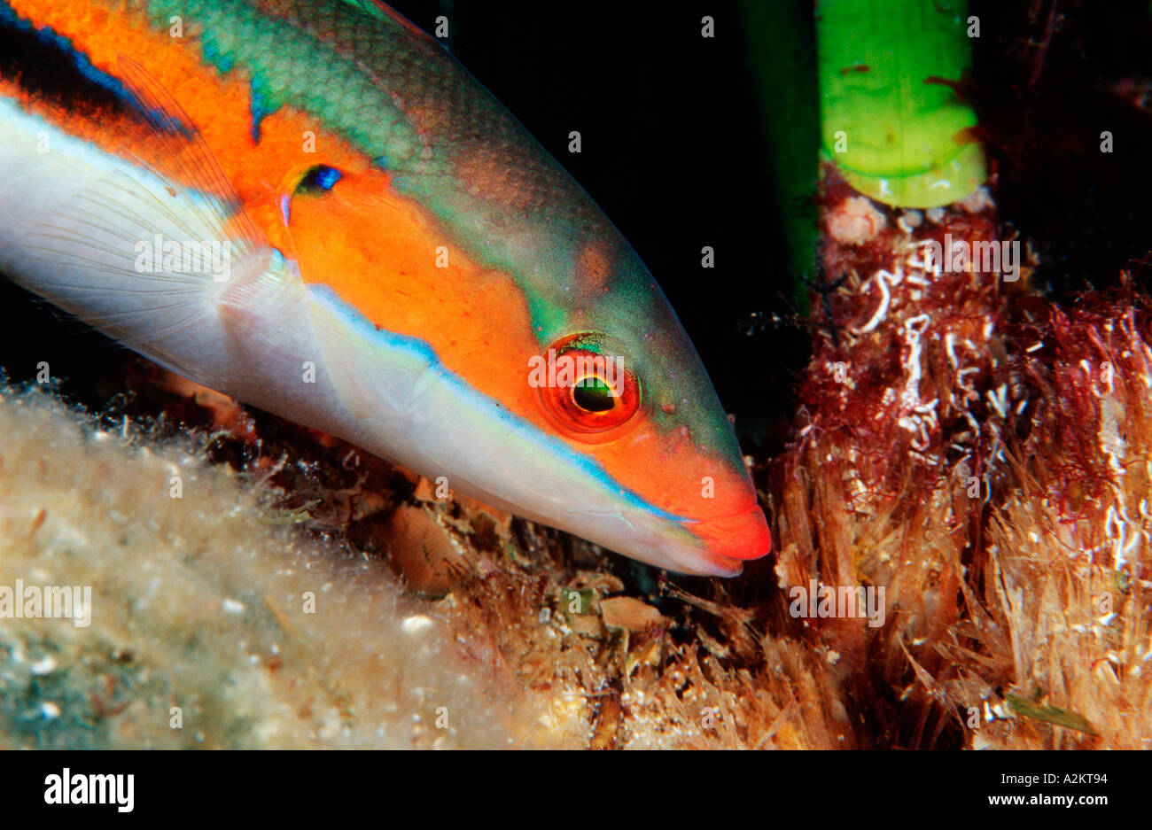 Mediterranean rainbow wrasse in seaweed, Coris julis Stock Photo - Alamy